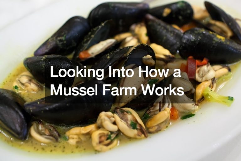 Looking Into How a Mussel Farm Works - Sailor Project